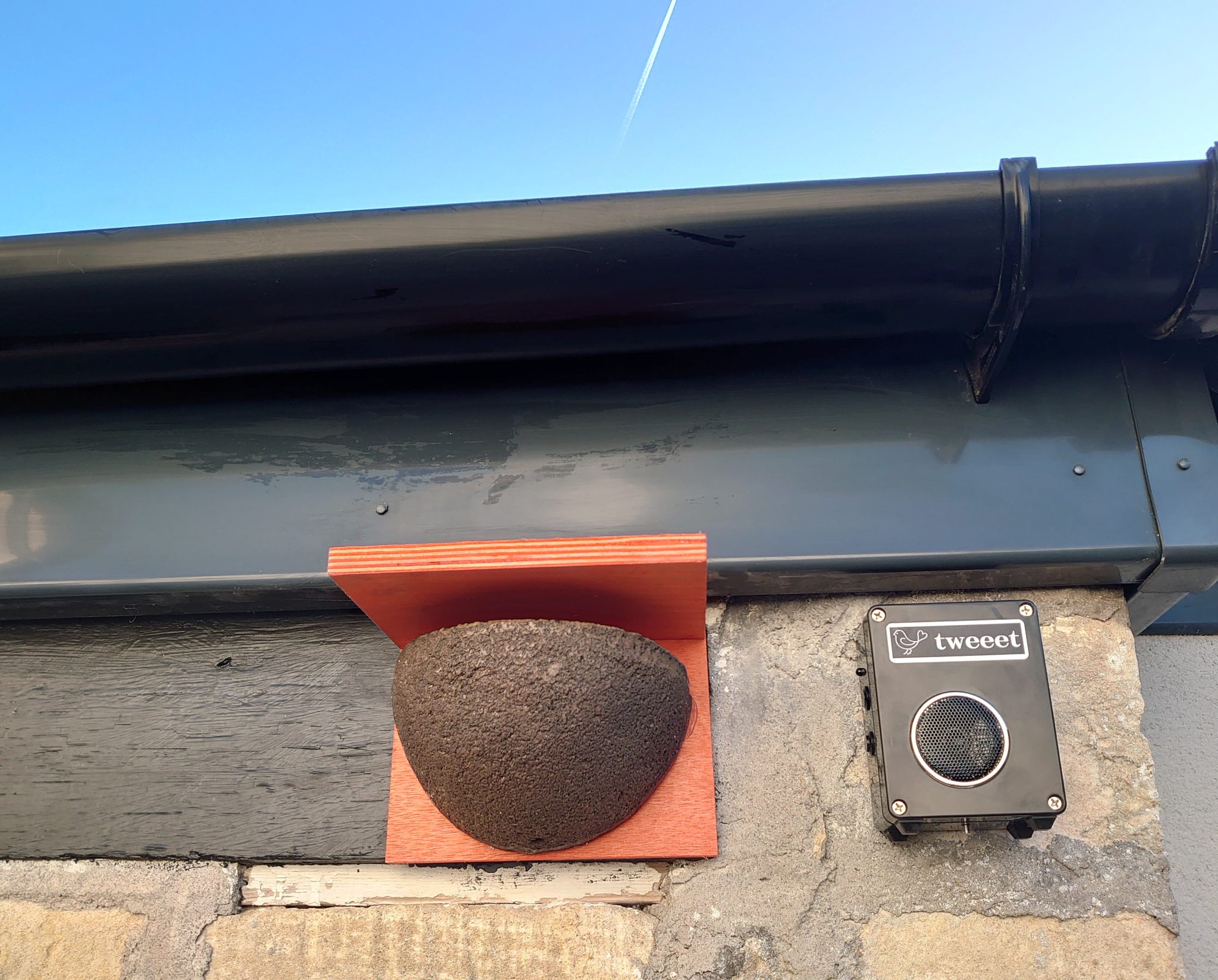 Tweeet Swift and Purple Martin Electronic Bird Caller – Bring Birds To ...